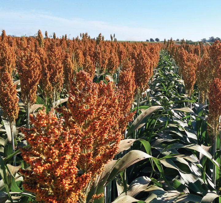 Sorgo Granífero Nugrain 250 - Inovar Sementes e Cereais